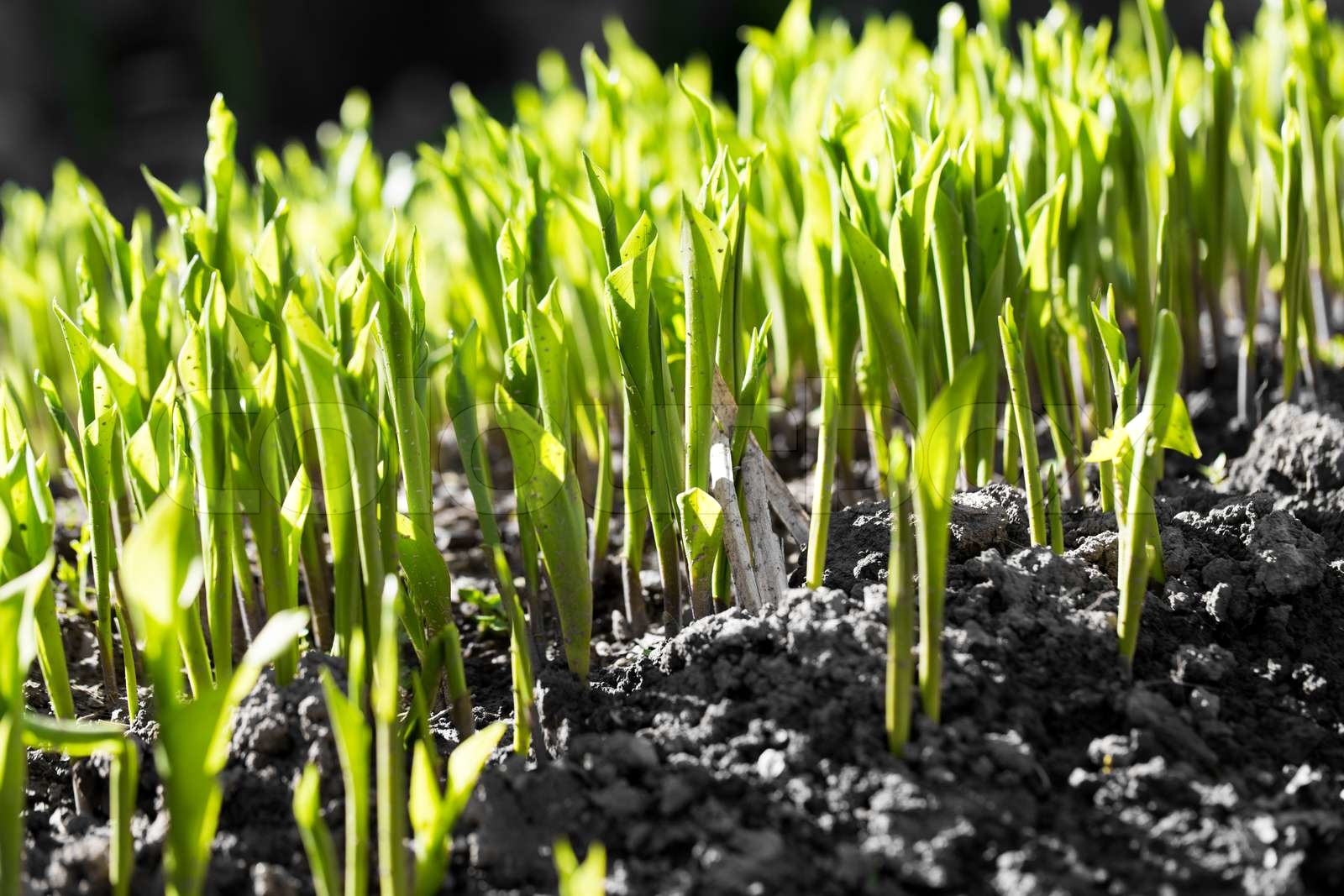 small sprouts Lily | Stock image | Colourbox