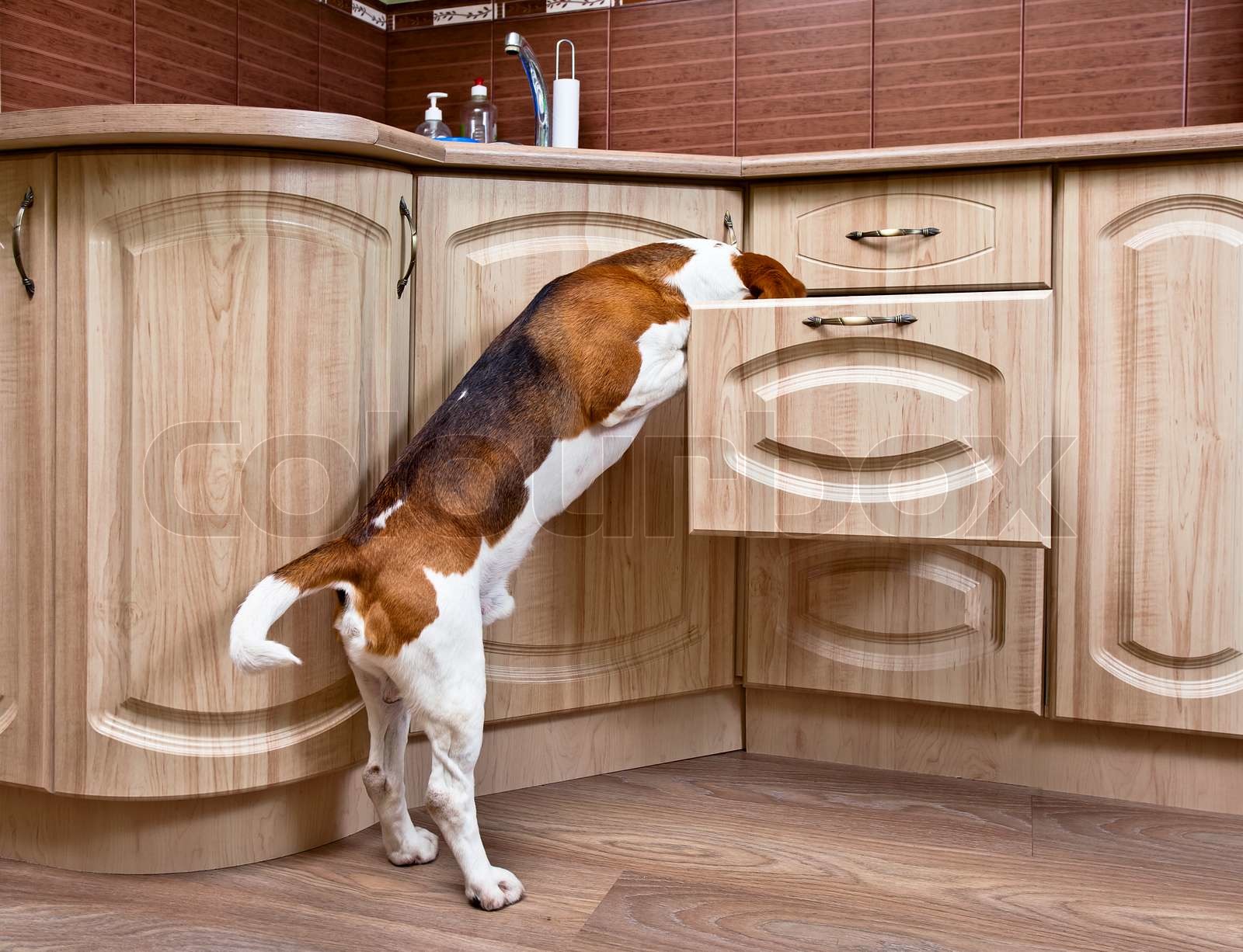 dog in kitchen | Stock image | Colourbox
