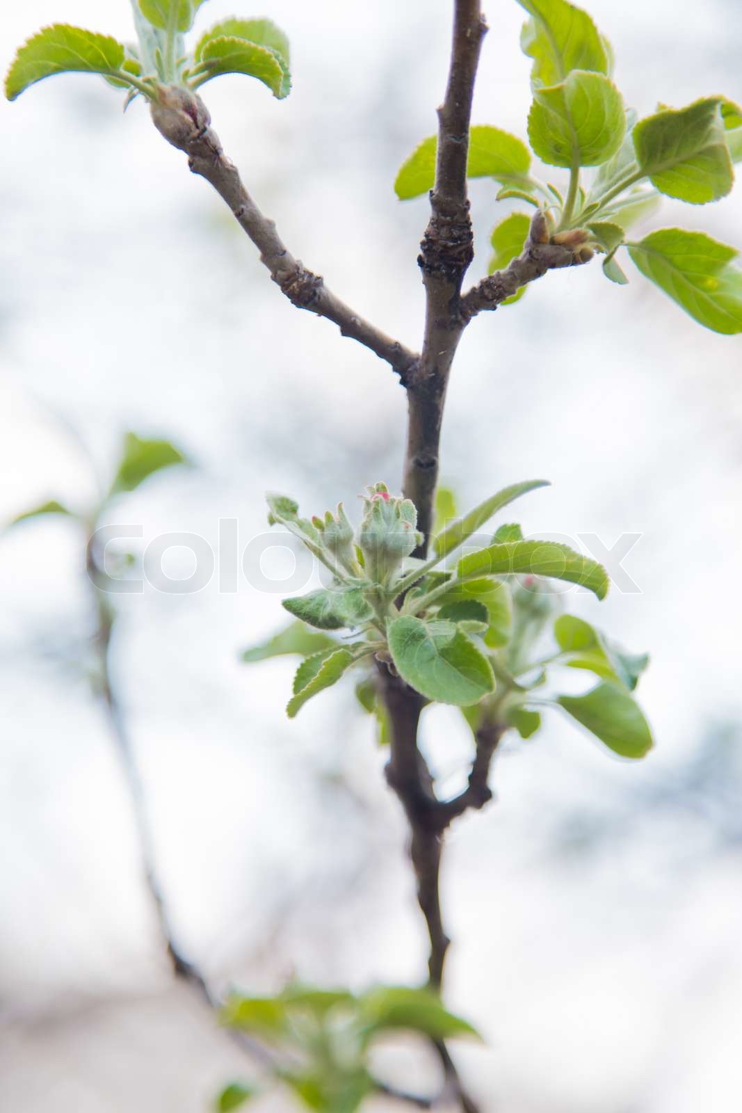 the opened buds on a tree branch | Stock image | Colourbox