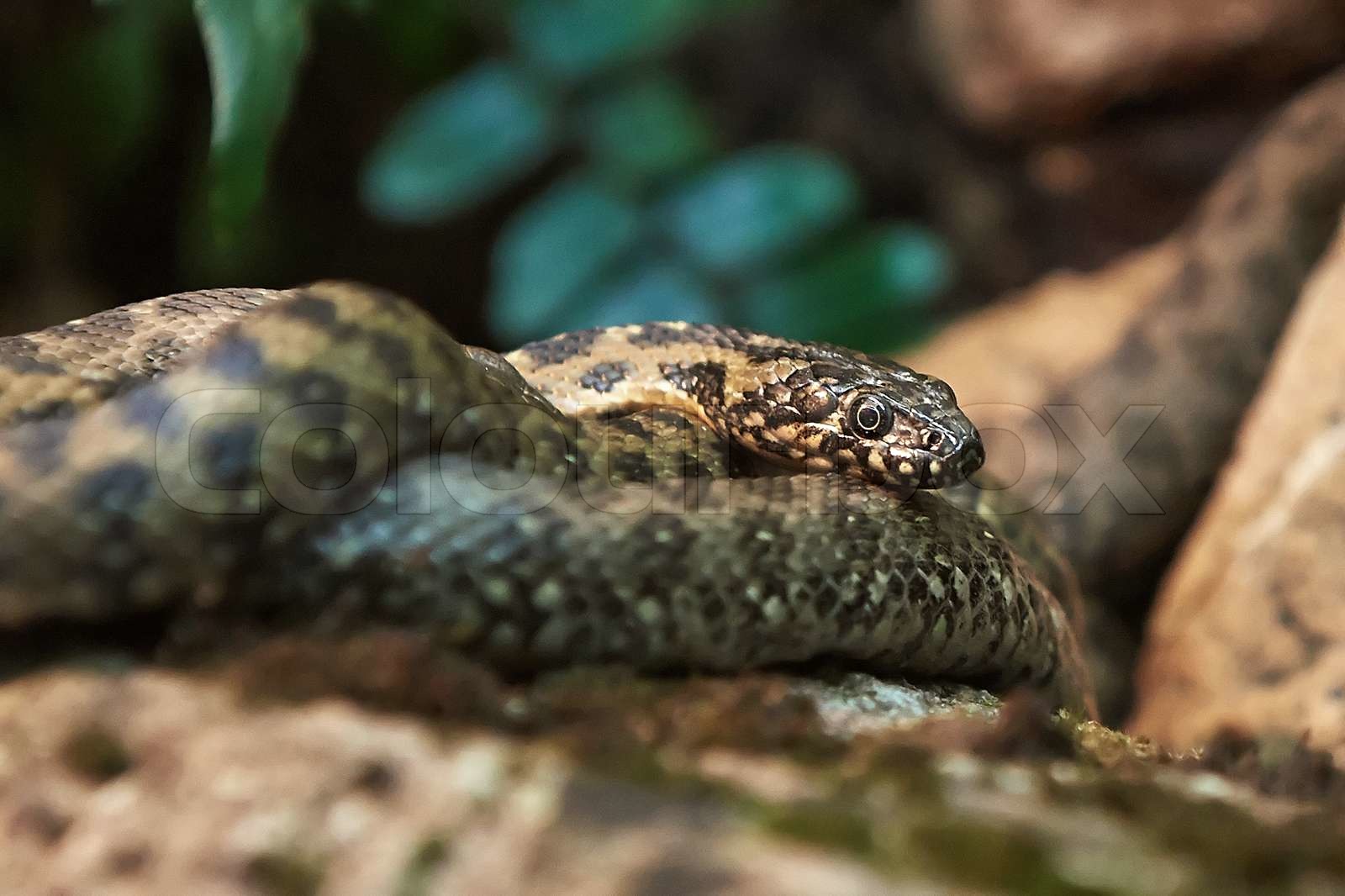 Viperine water snake (natrix maura) | Stock image | Colourbox
