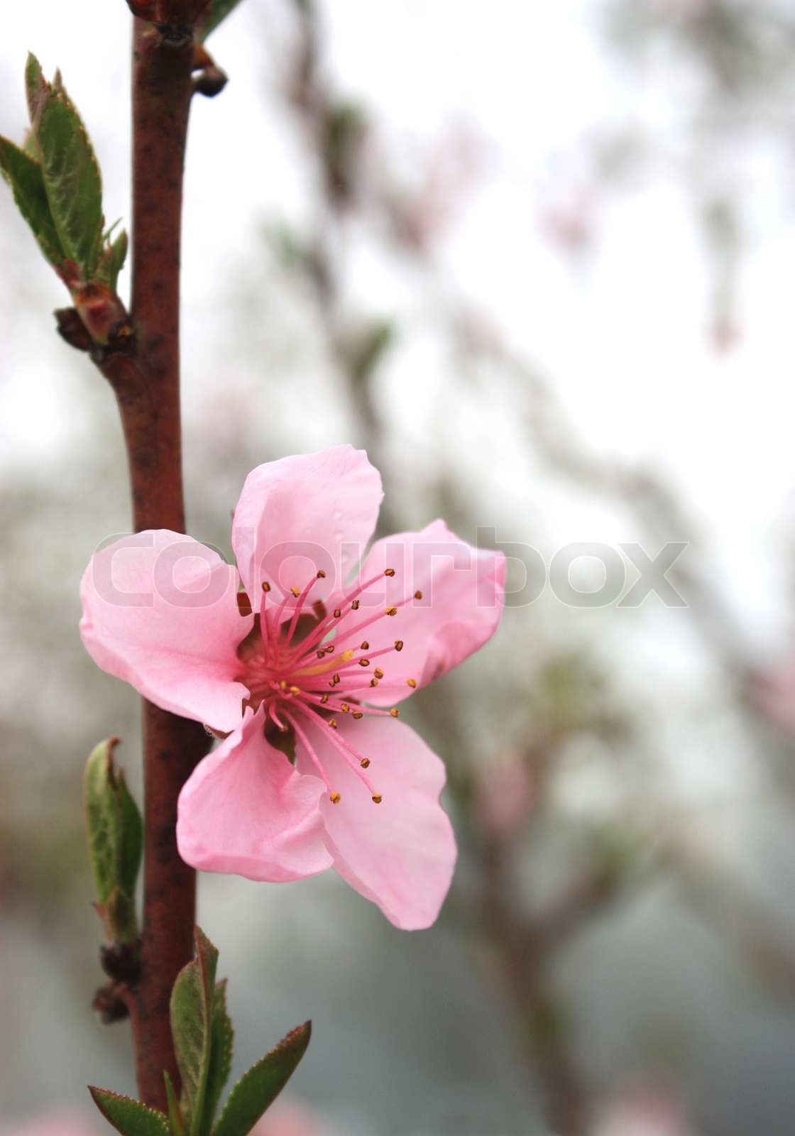 Peach flower | Stock image | Colourbox