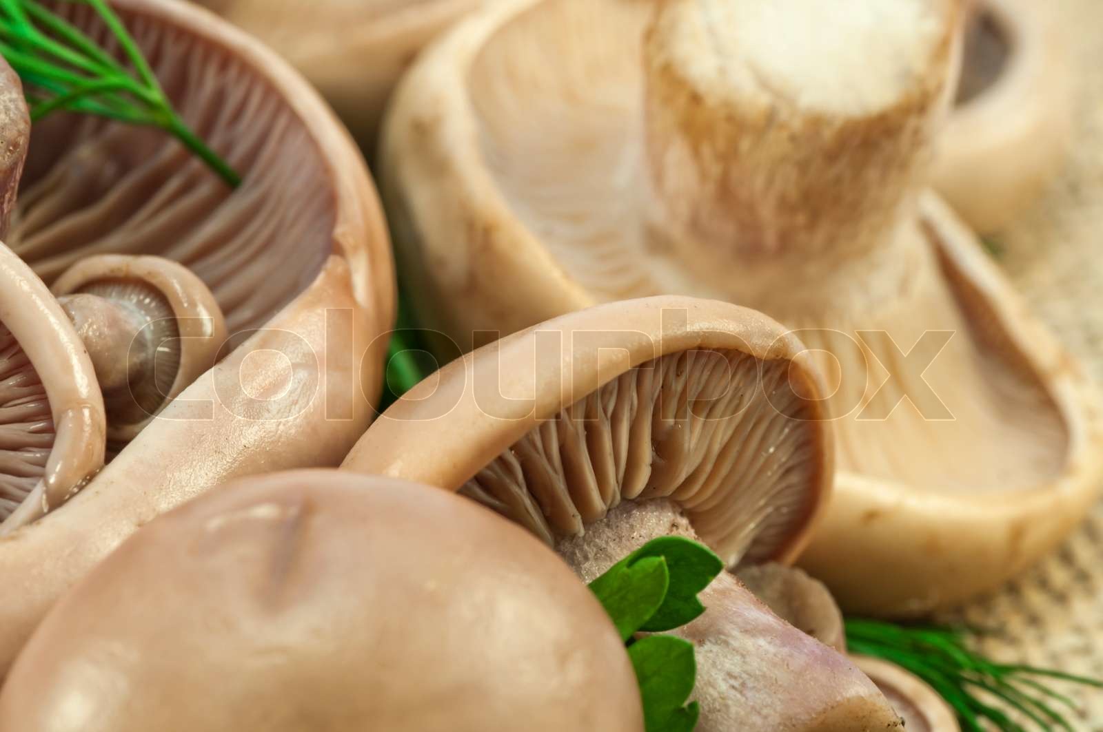 fresh ramson | Stock image | Colourbox