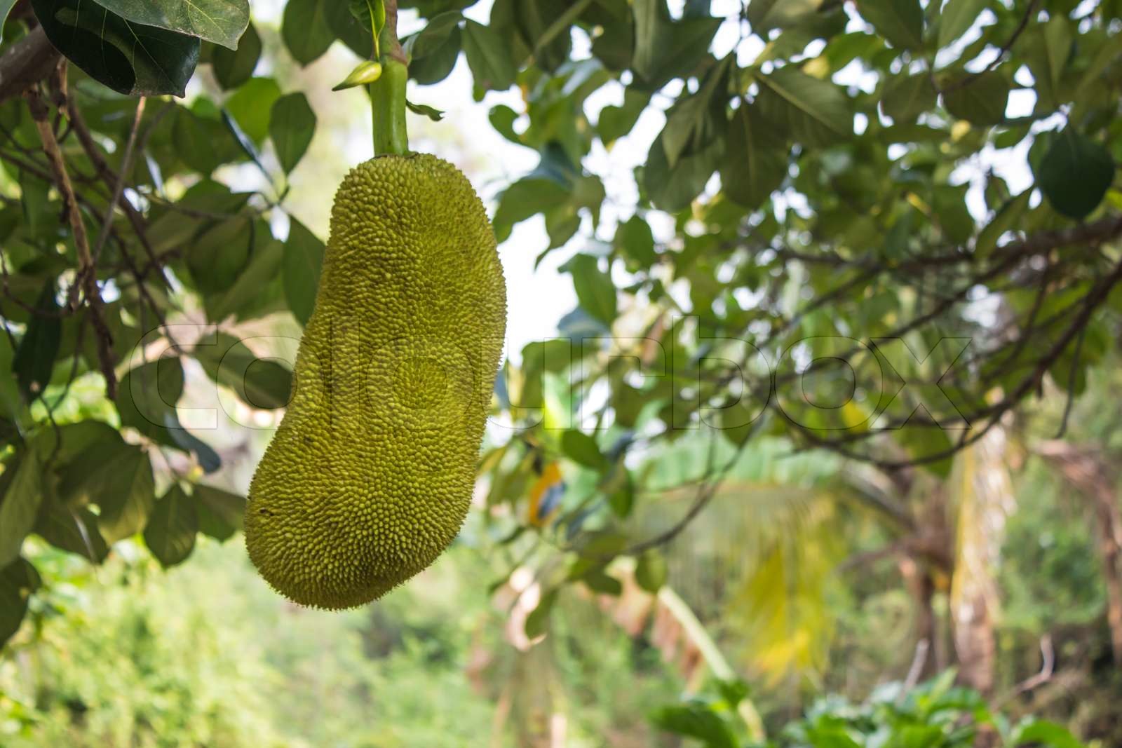 Jackfruit on tree | Stock image | Colourbox