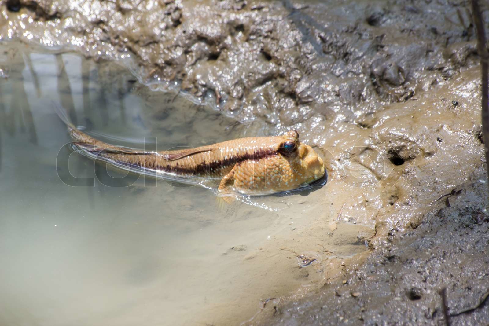 Mudskipper asia Thailand | Stock image | Colourbox