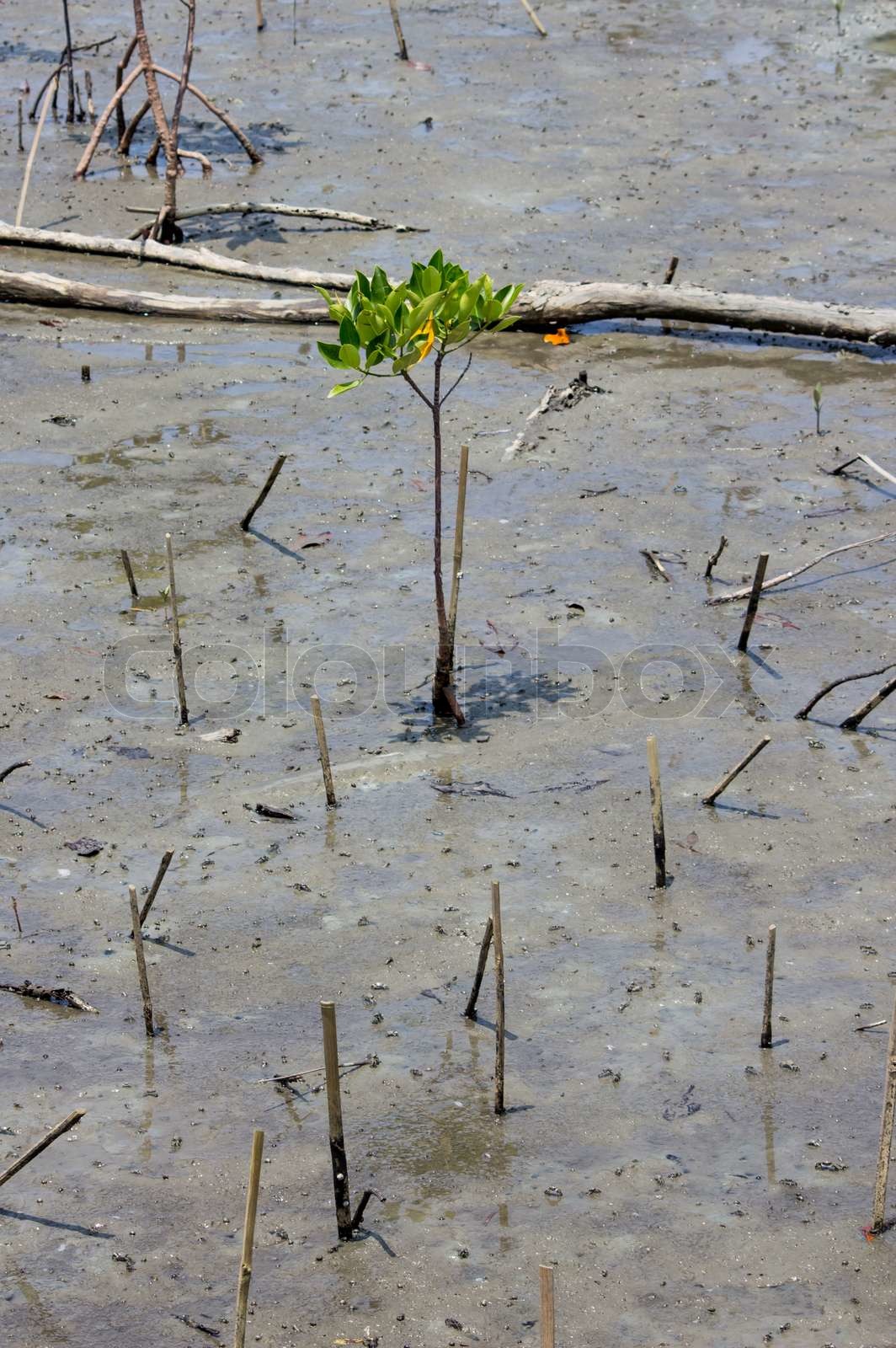 Rhizophora apiculata. | Stock image | Colourbox