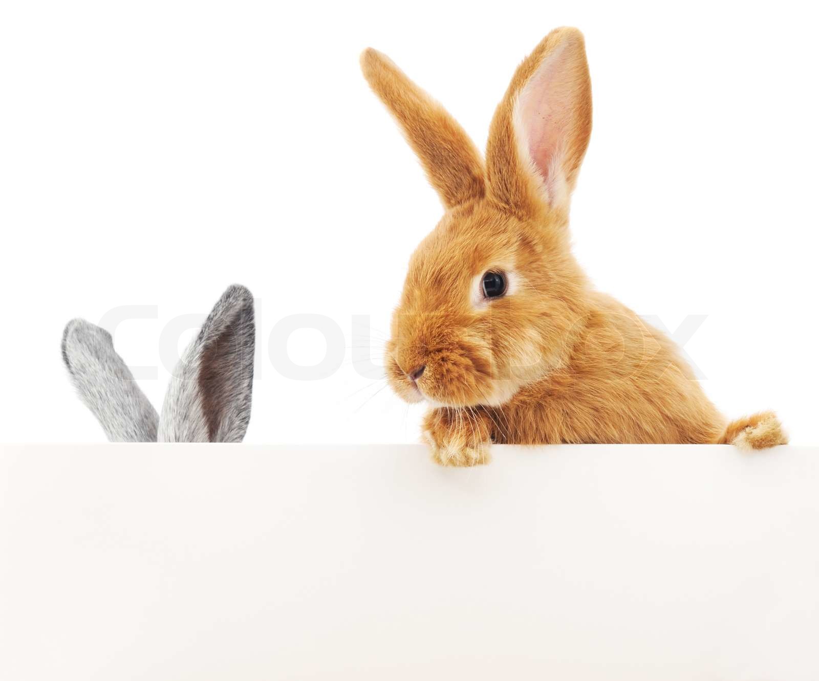 Rabbits with blank | Stock image | Colourbox