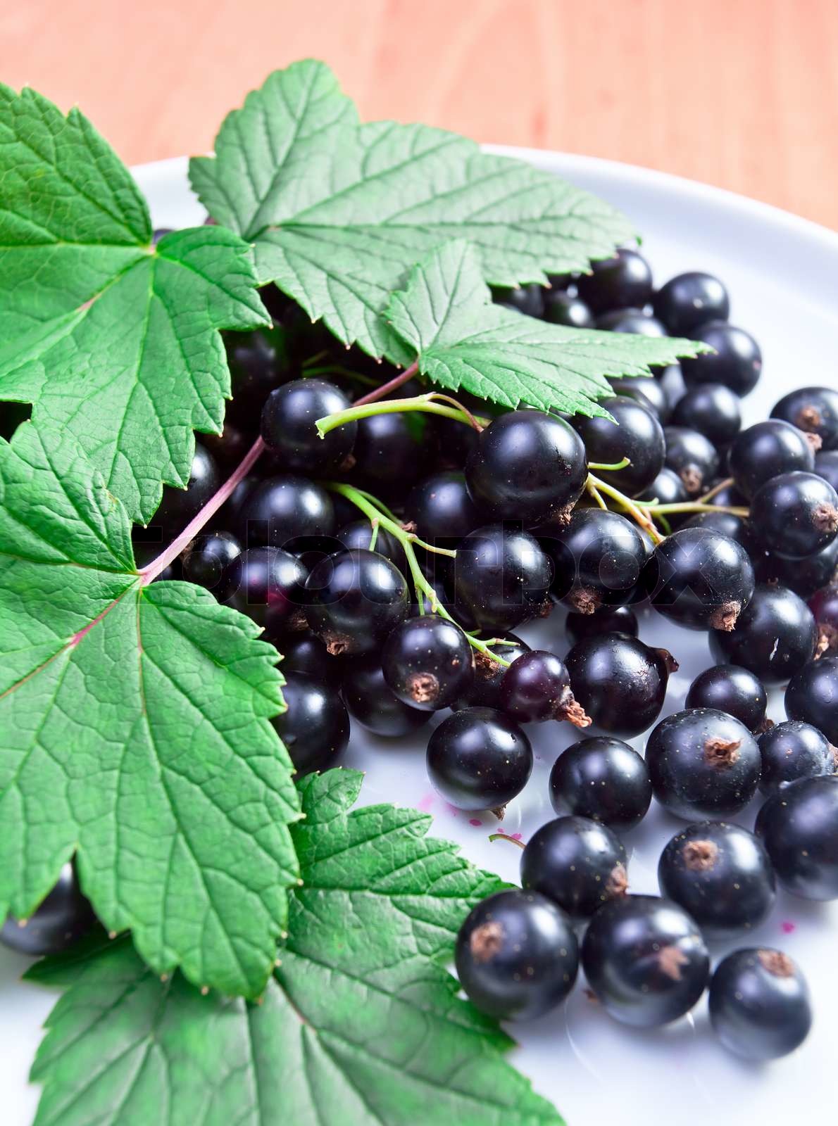 black currant, ripe berries and green leaves | Stock image | Colourbox