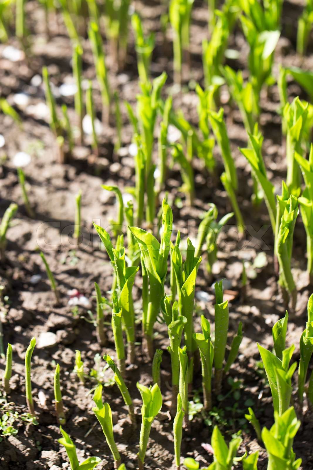small sprouts Lily | Stock image | Colourbox