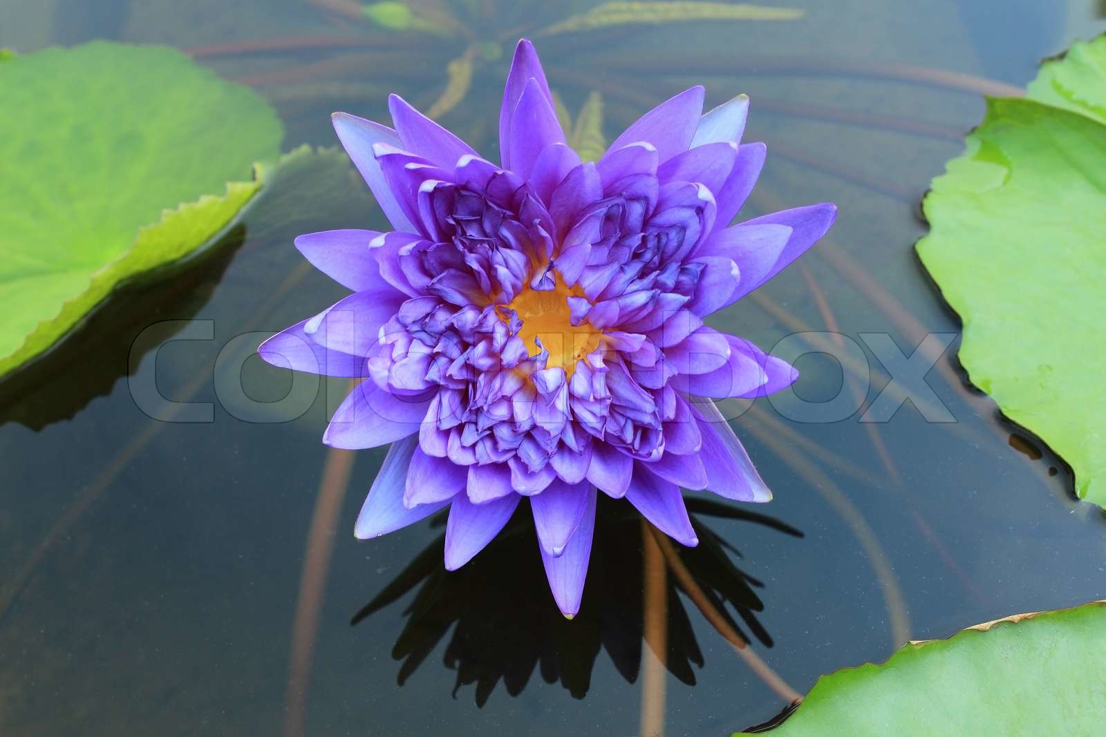 Blue lotus | Stock image | Colourbox
