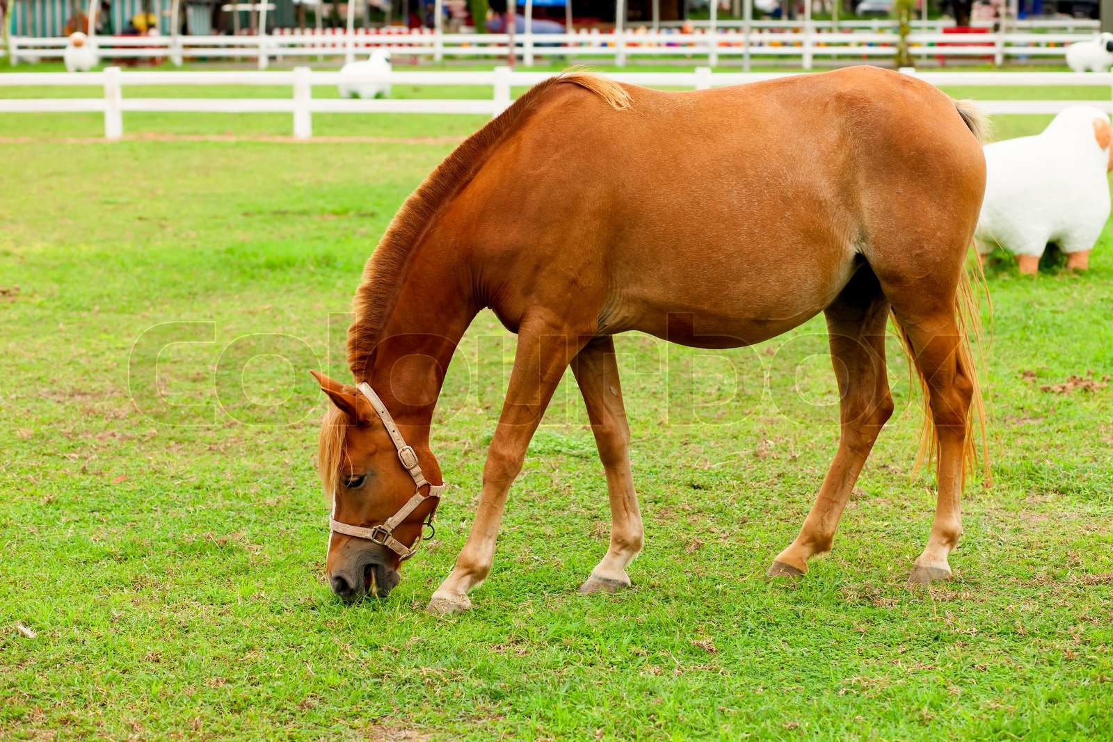 Pferde | Stock Bild | Colourbox