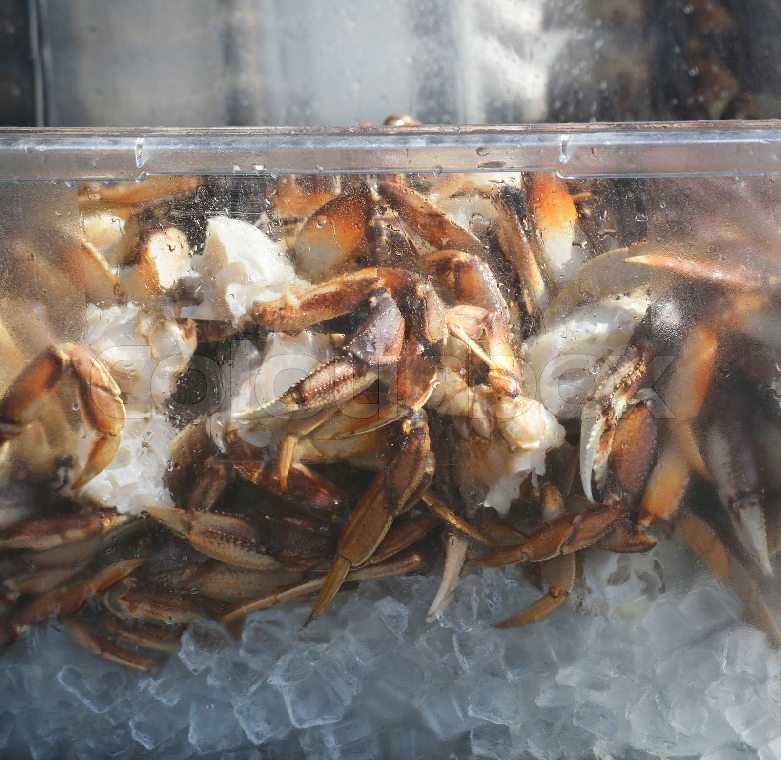 Alaskan King Crab On Ice | Stock image | Colourbox