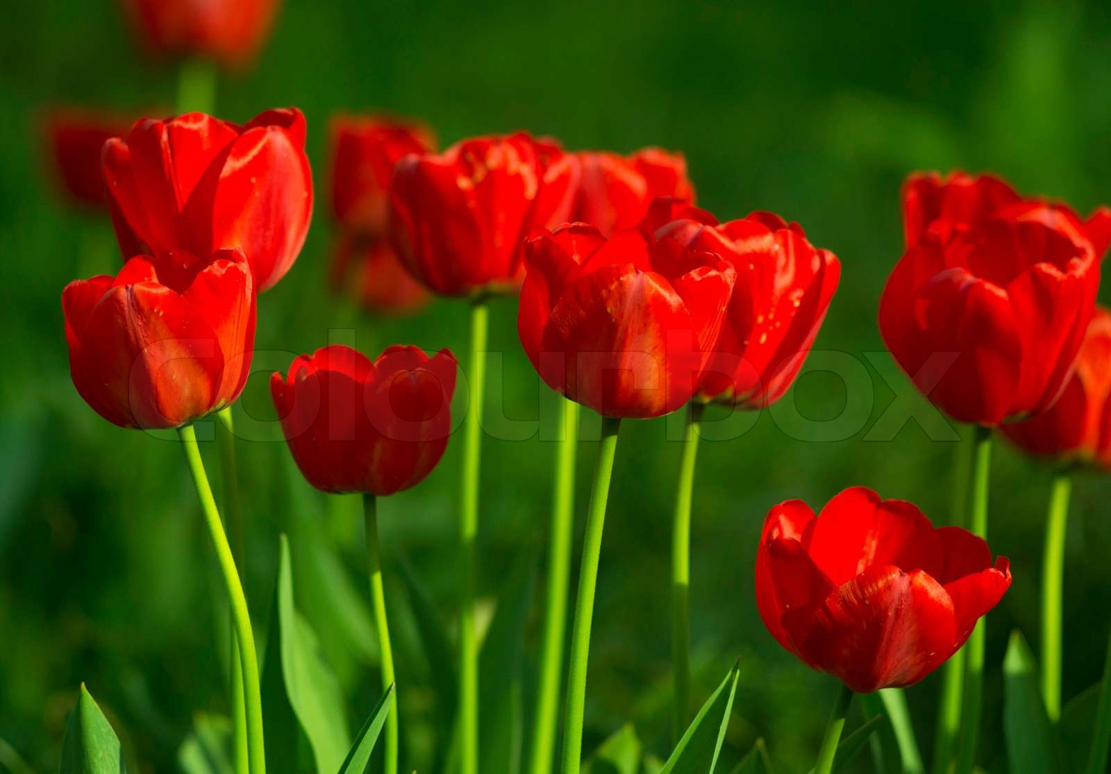 "Tulpen" | Stock Bild | Colourbox