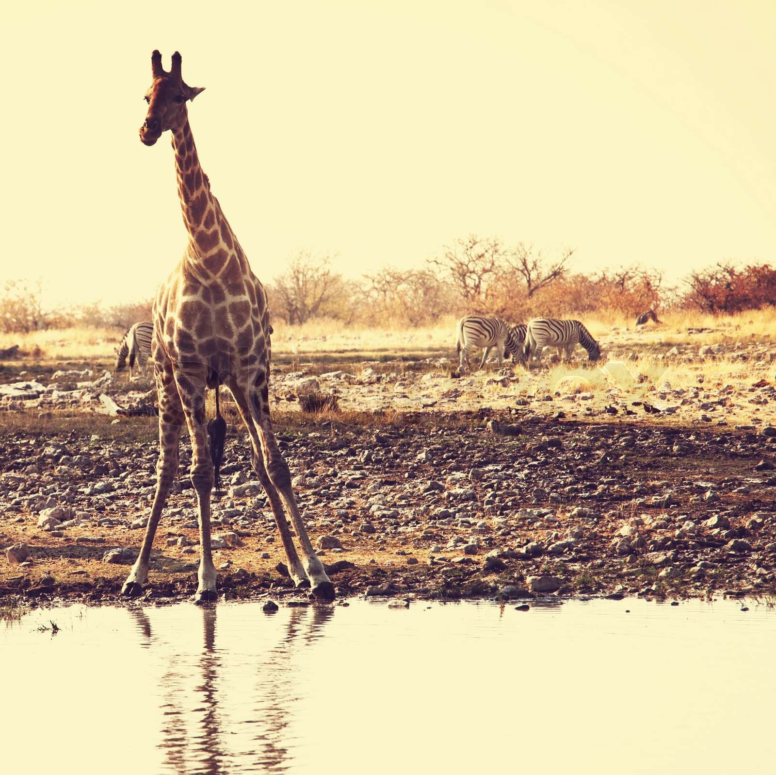 Giraffe | Stock image | Colourbox