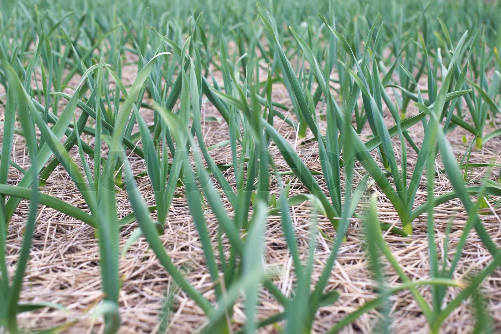 winter garlic sprouts | Stock image | Colourbox