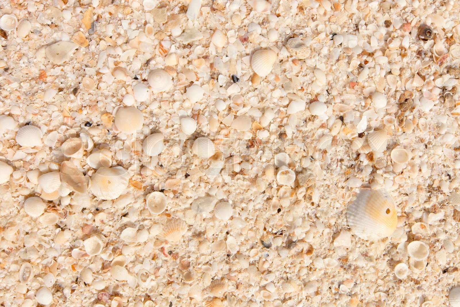 shell | Stock image | Colourbox