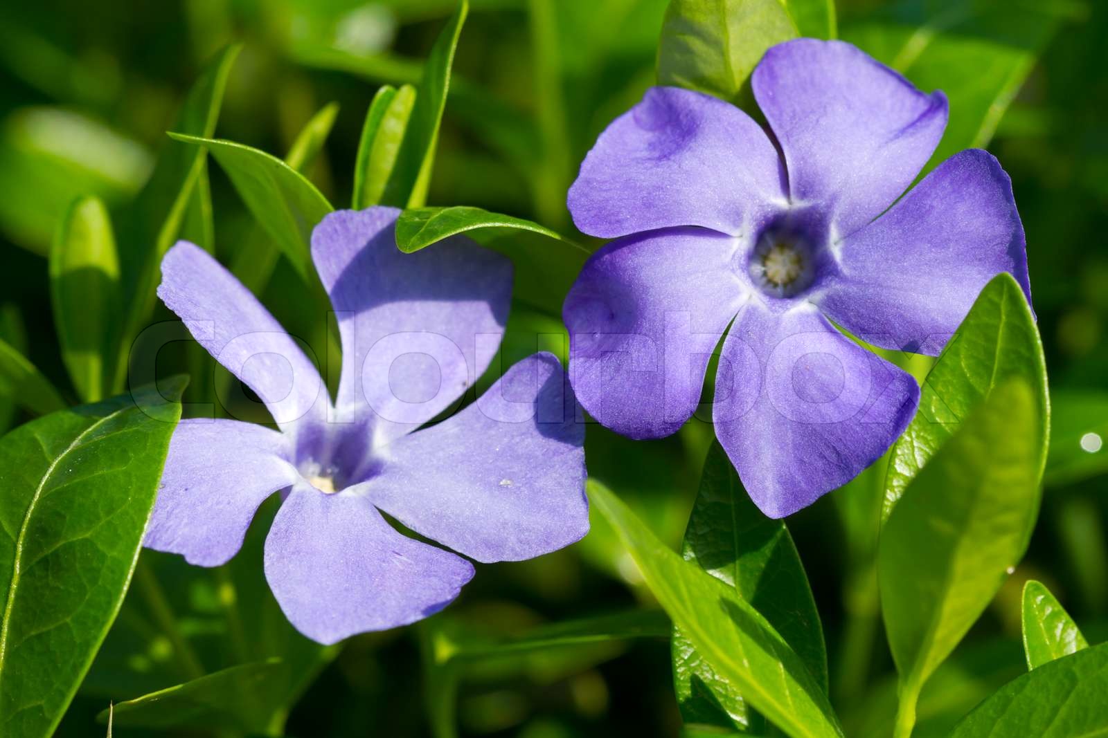 Periwinkle flowers | Stock image | Colourbox