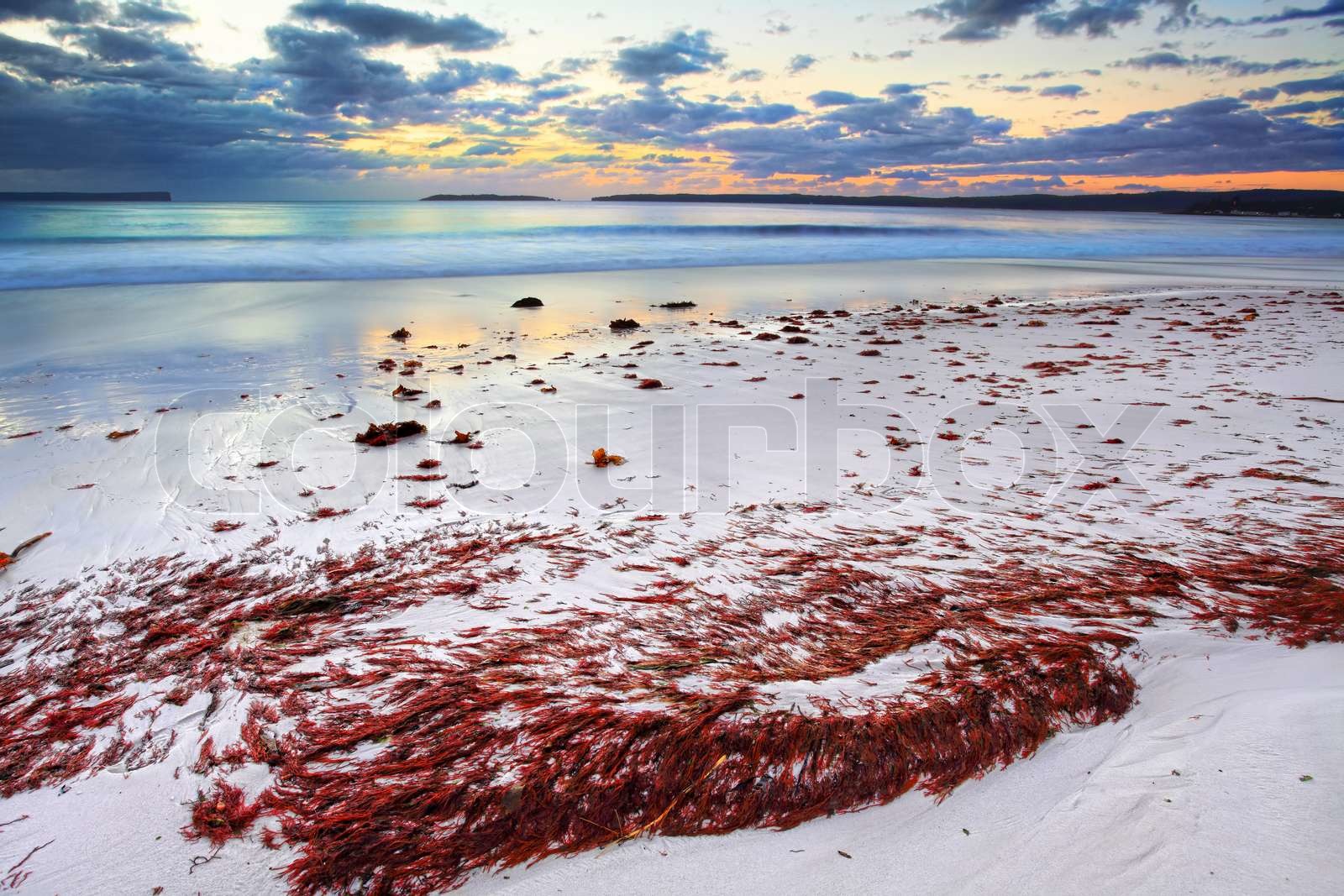 Pretty red seaweed washed ashore the beach at dawn | Stock image ...