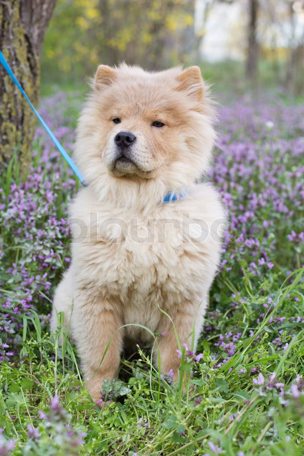 Сhow chow dog in the grass | Stock image | Colourbox