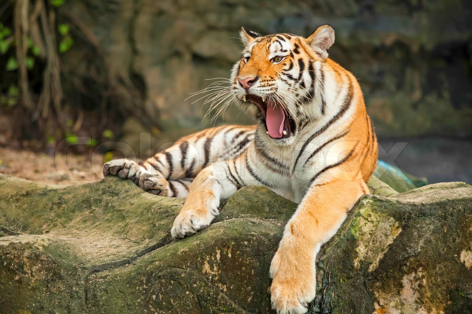 Tigers | Stock image | Colourbox
