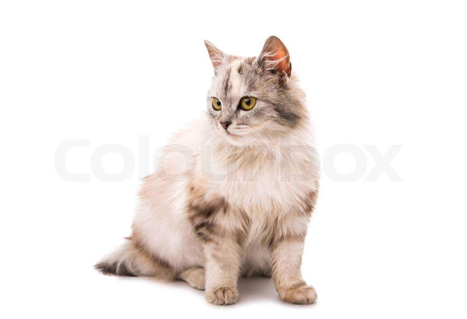 cat isolated | Stock image | Colourbox