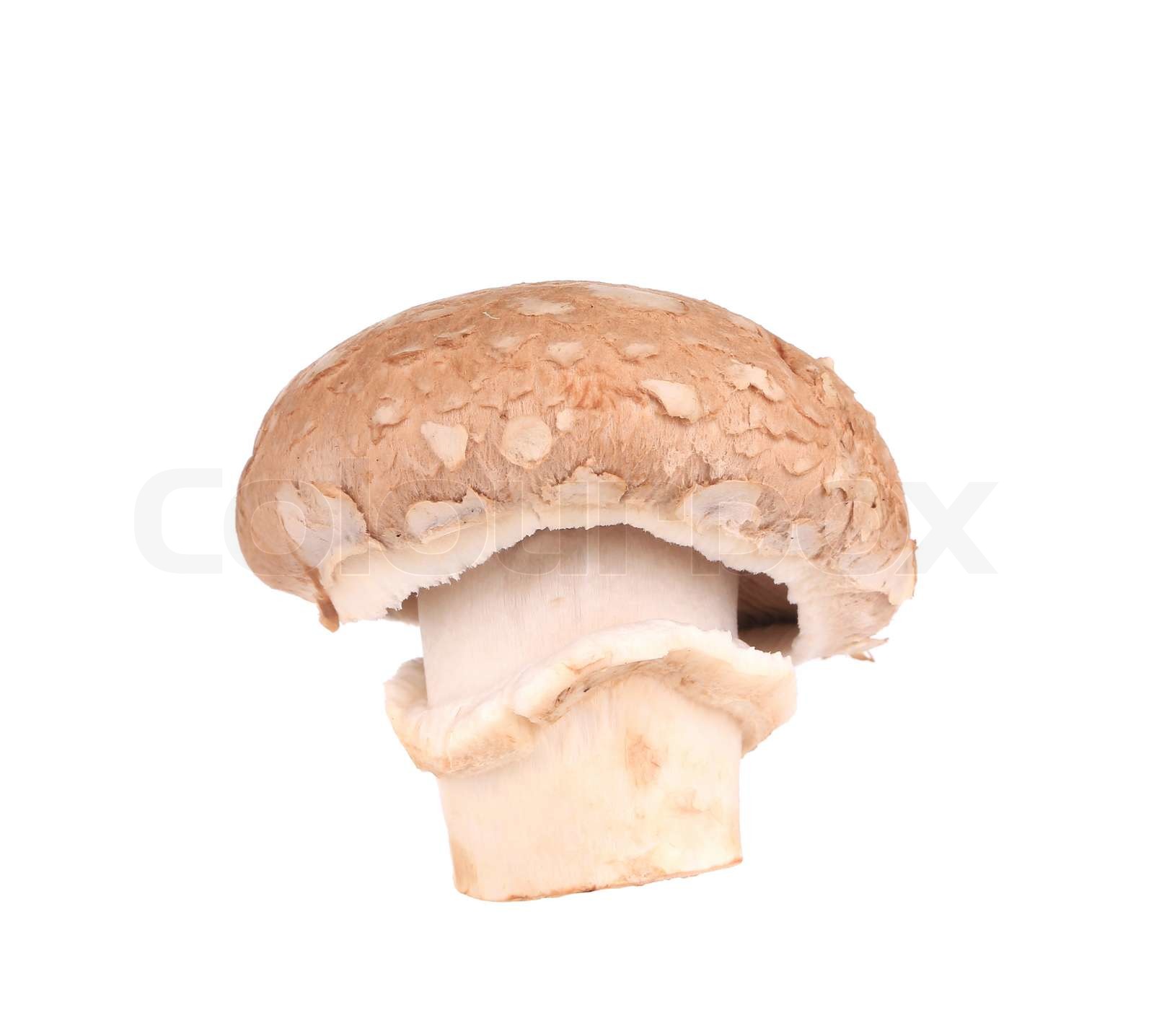 Fresh champignon mushroom. | Stock image | Colourbox
