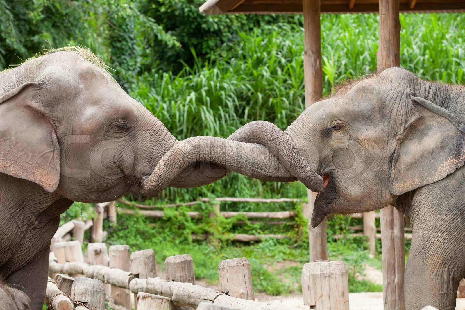 Elephants | Stock image | Colourbox