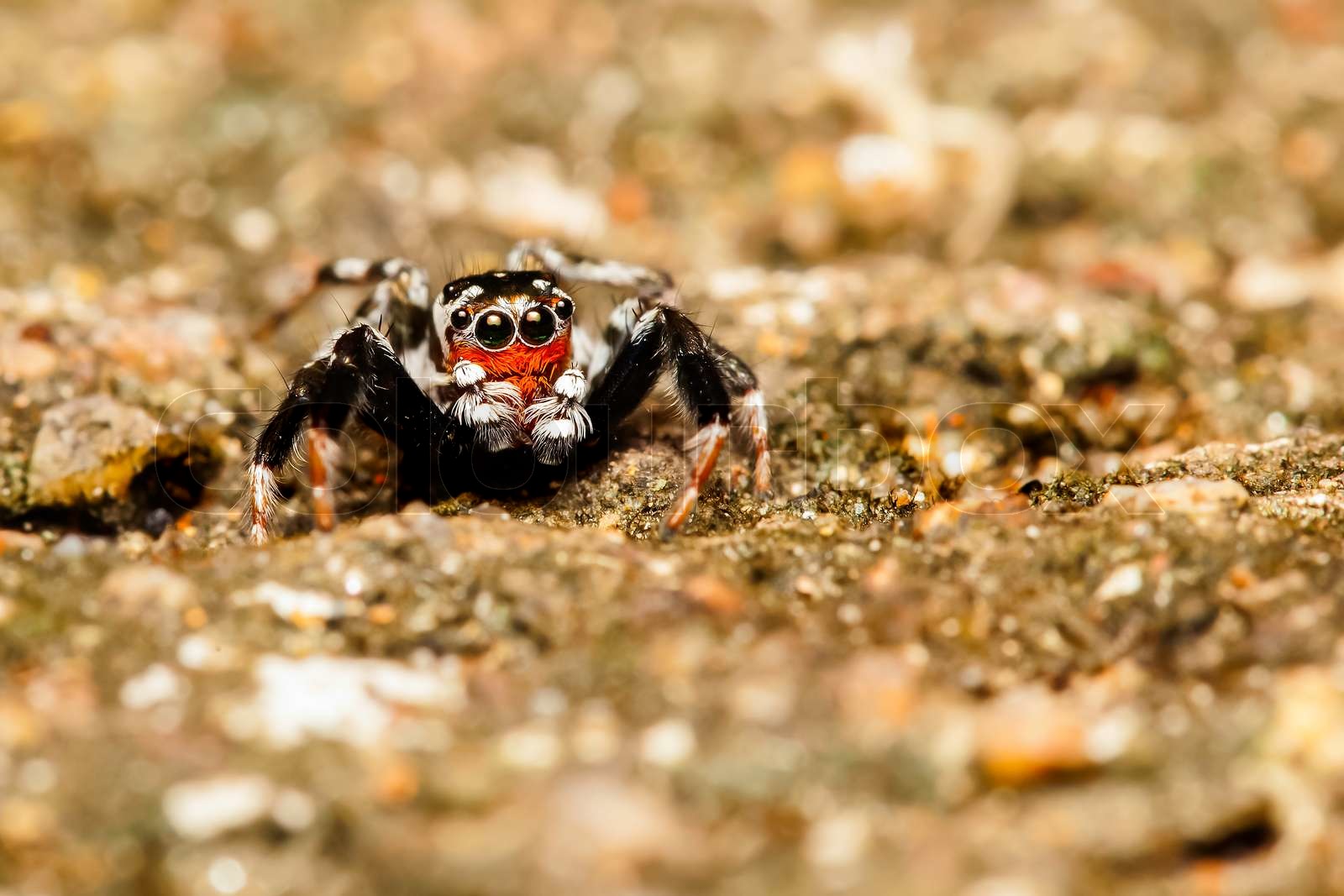 Spider | Stock image | Colourbox