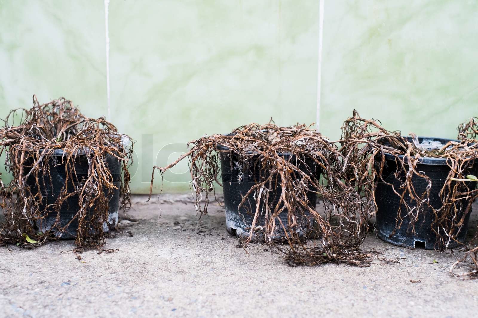 gardening-dead and dried plant in a plastic pots | Stock image | Colourbox