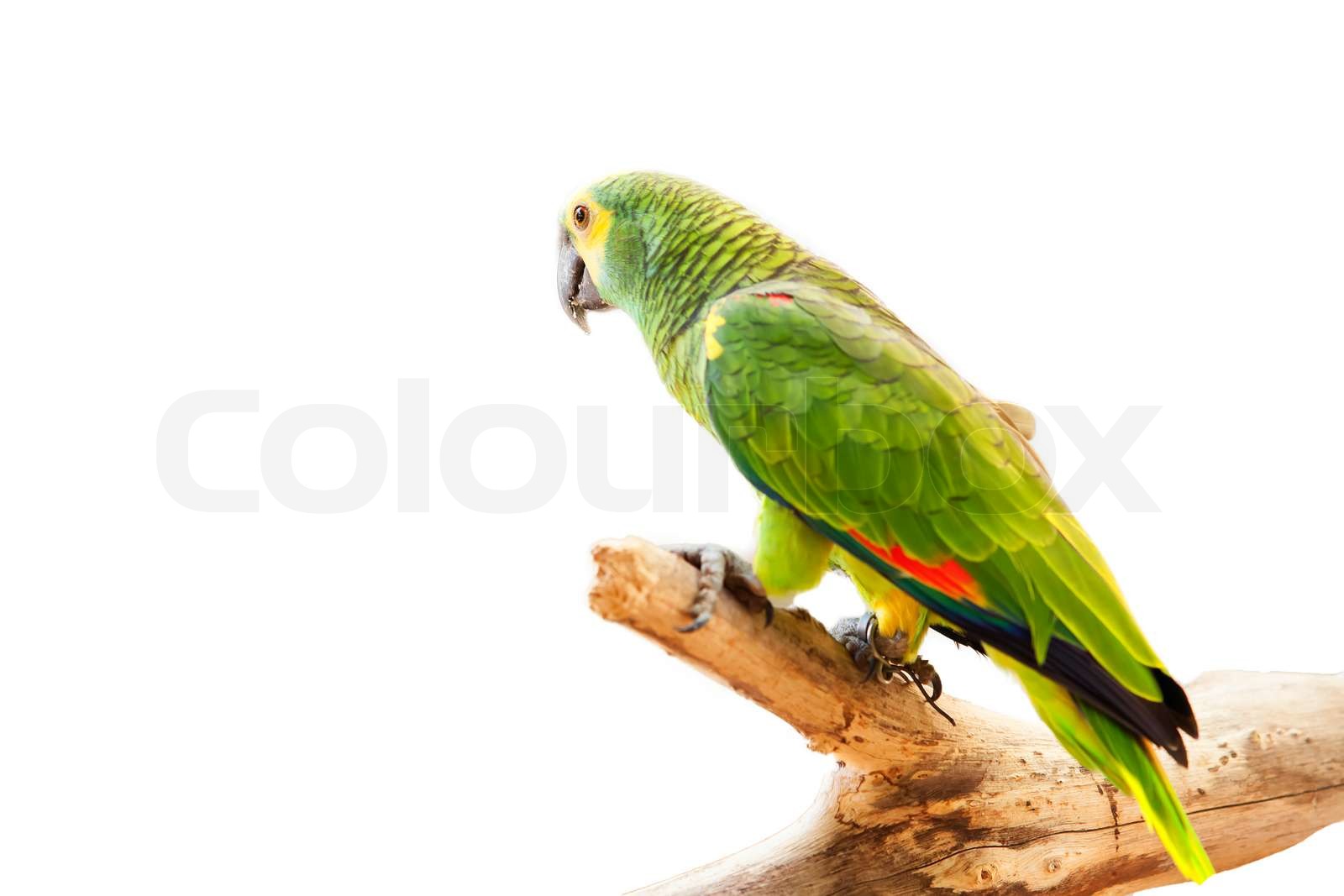 parrots | Stock image | Colourbox