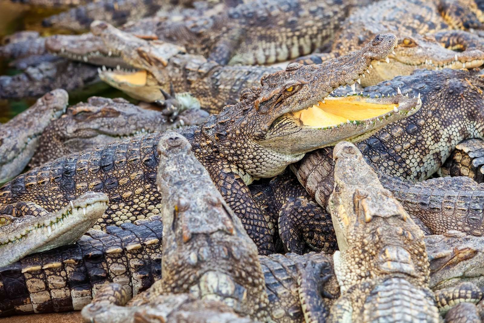 crocodile | Stock image | Colourbox