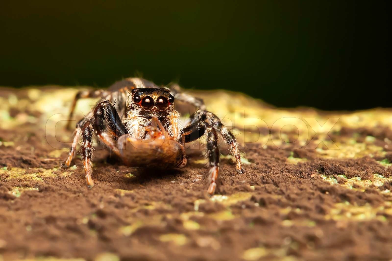Spider | Stock image | Colourbox