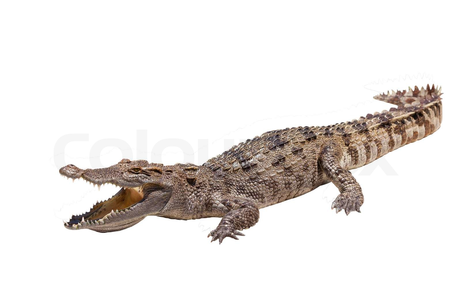 crocodile | Stock image | Colourbox