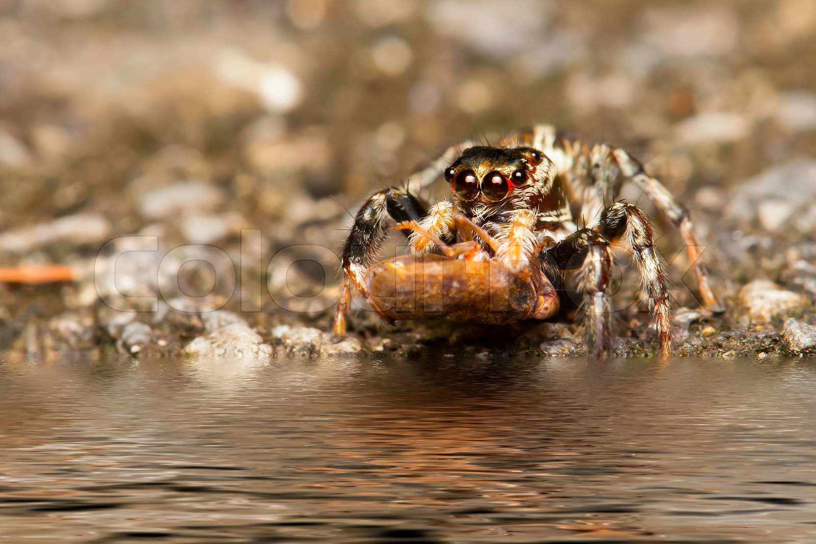 Spider | Stock image | Colourbox