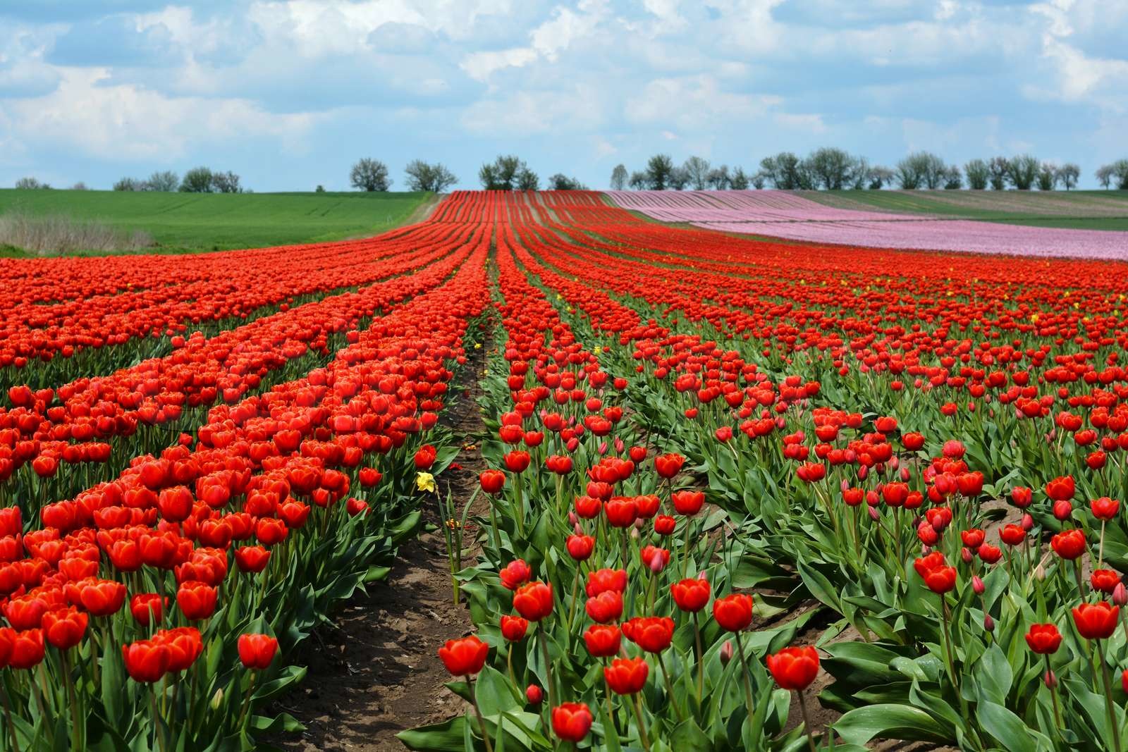 Tulpenfeld | Stock Bild | Colourbox