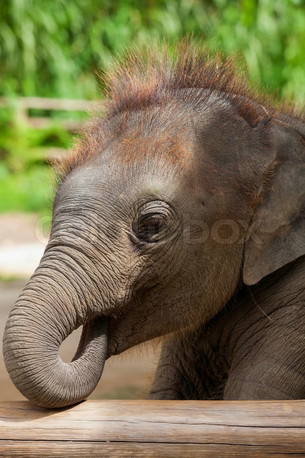 Elephants | Stock image | Colourbox