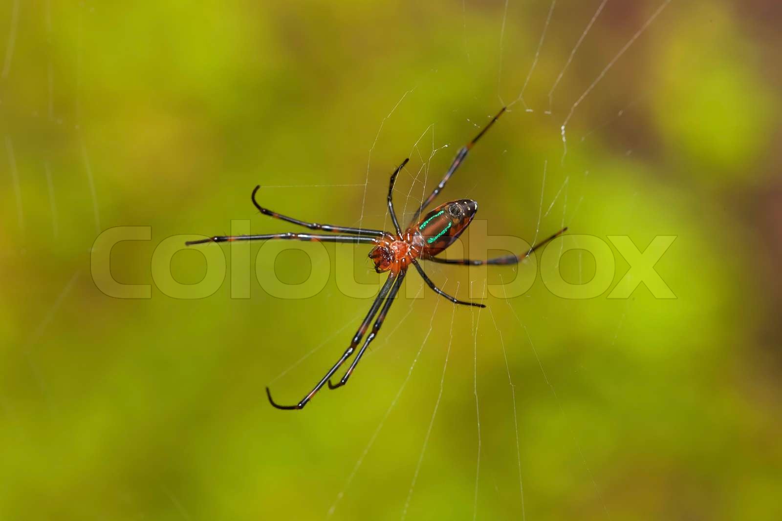 Spiders | Stock image | Colourbox