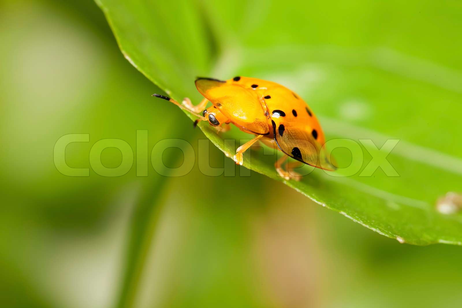 Ladybug in nature. | Stock image | Colourbox