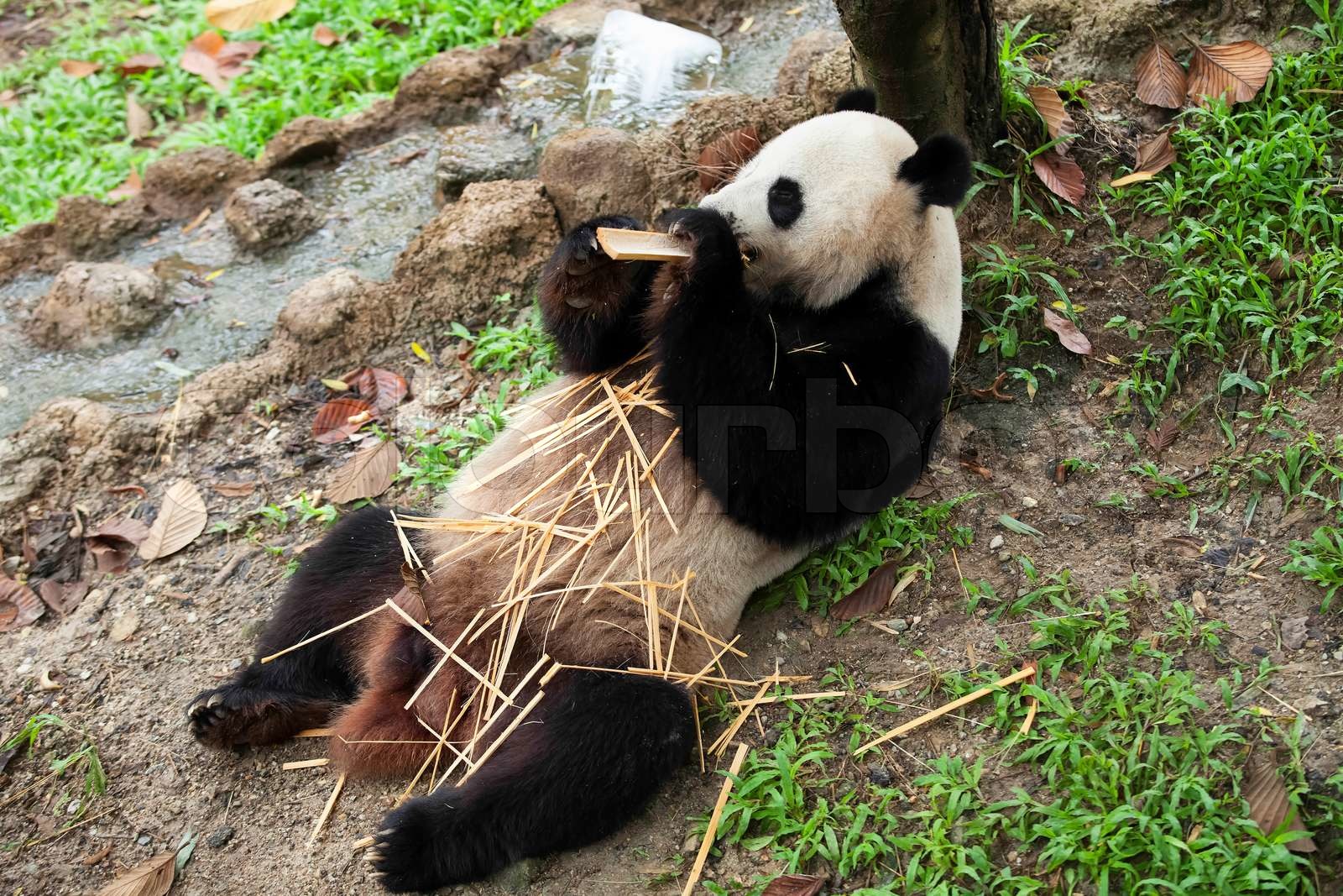 Panda | Stock image | Colourbox