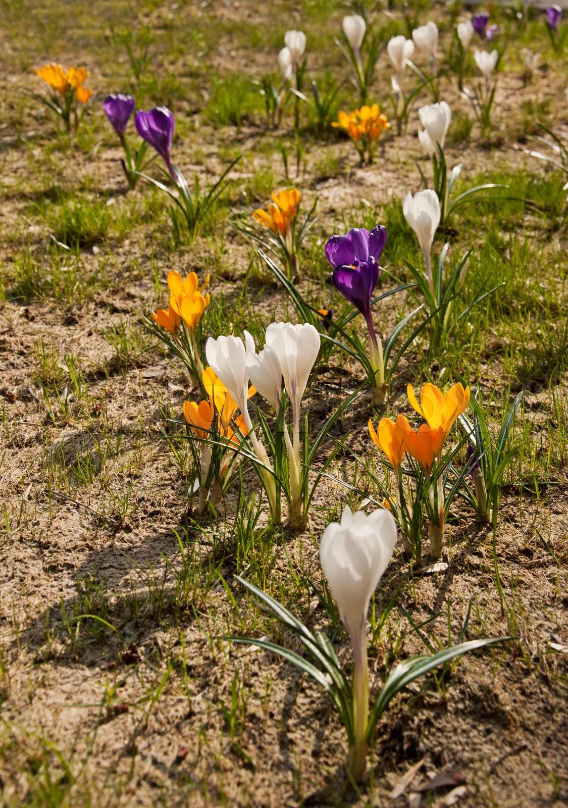 Krokus Blumen | Stock Bild | Colourbox