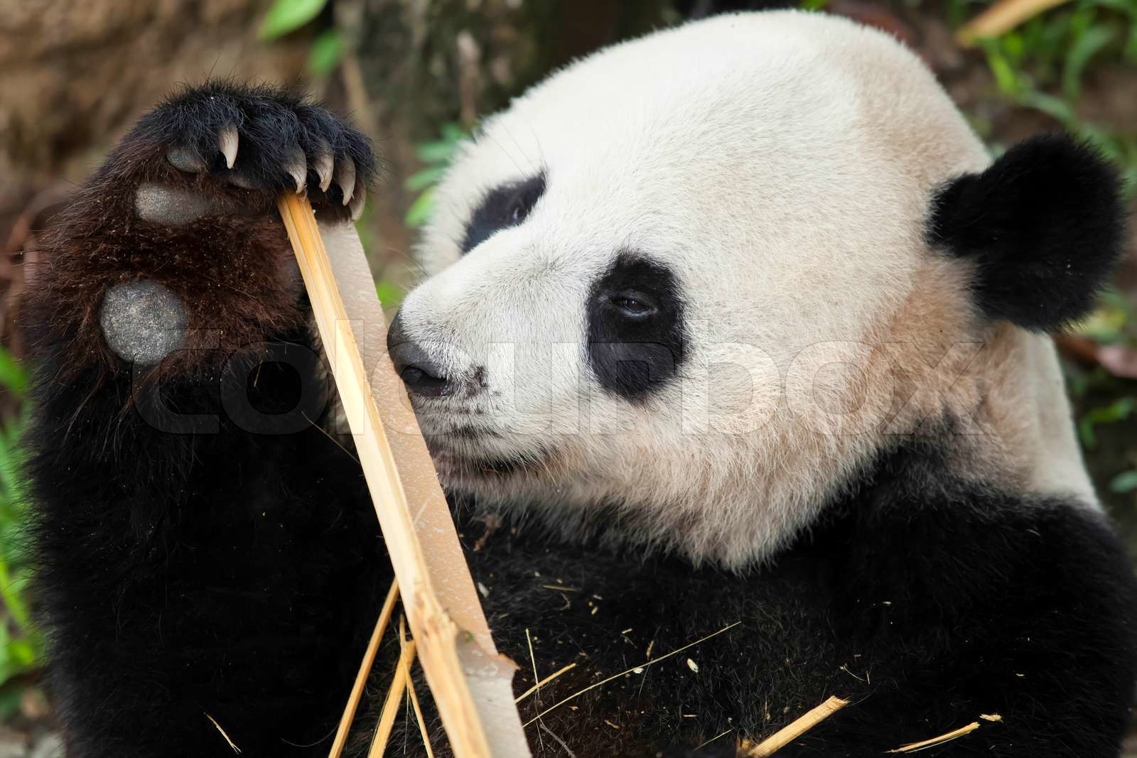 Panda | Stock image | Colourbox