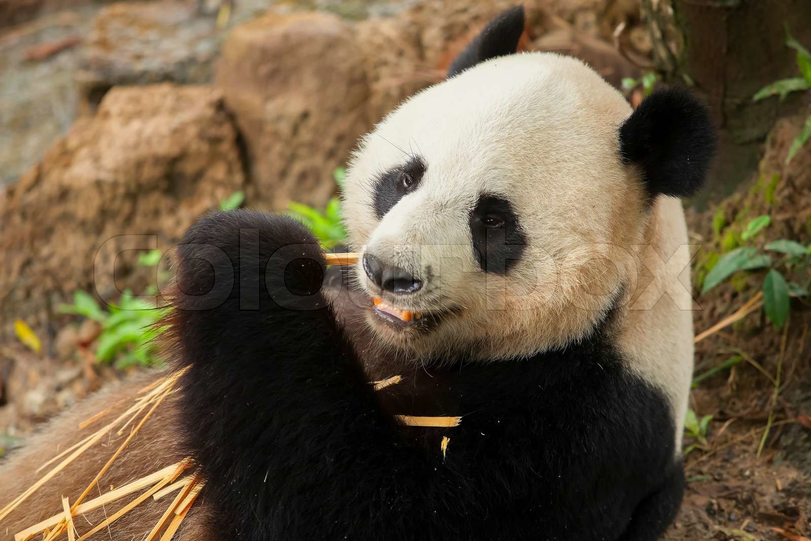 Panda | Stock image | Colourbox