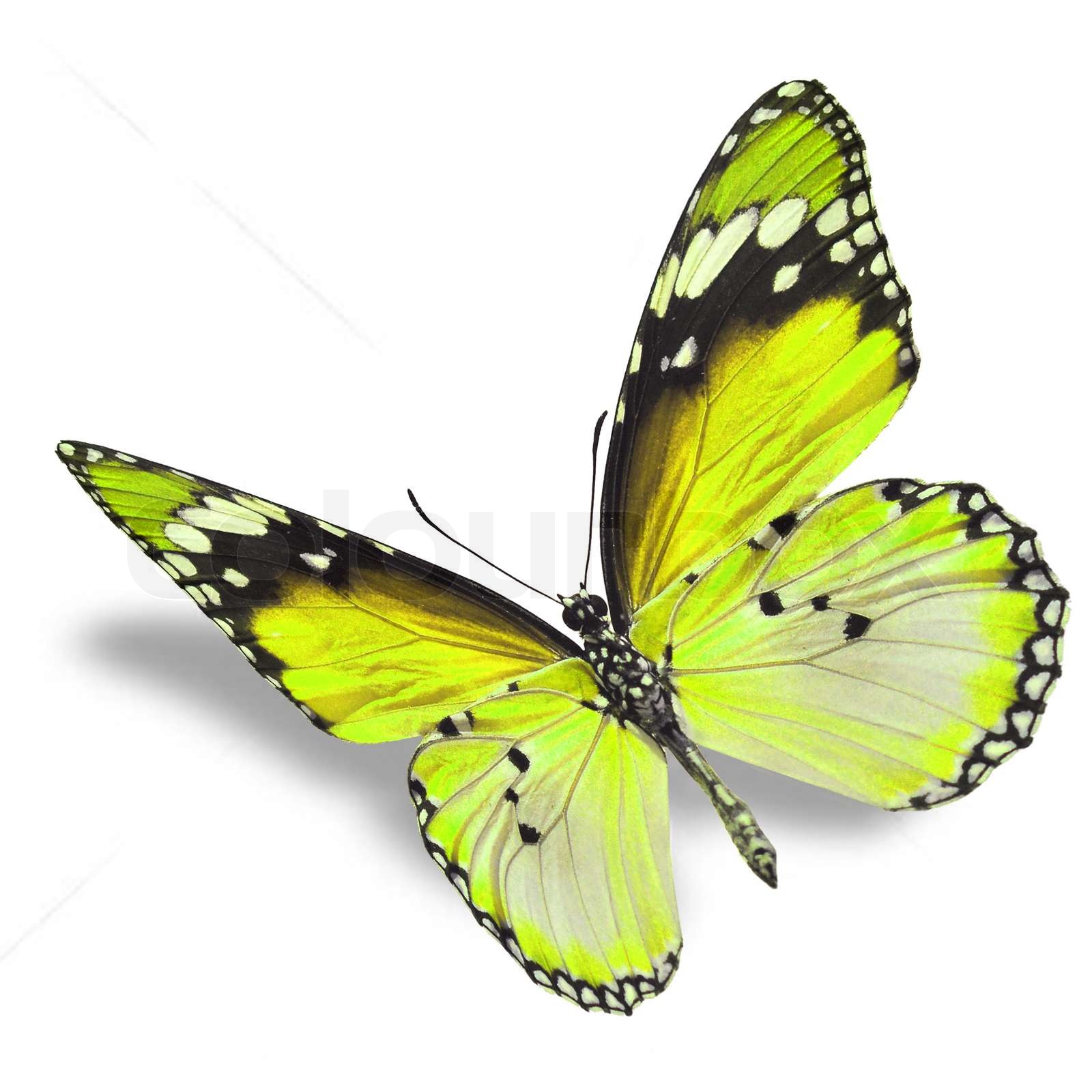 yellow butterfly flying | Stock image | Colourbox