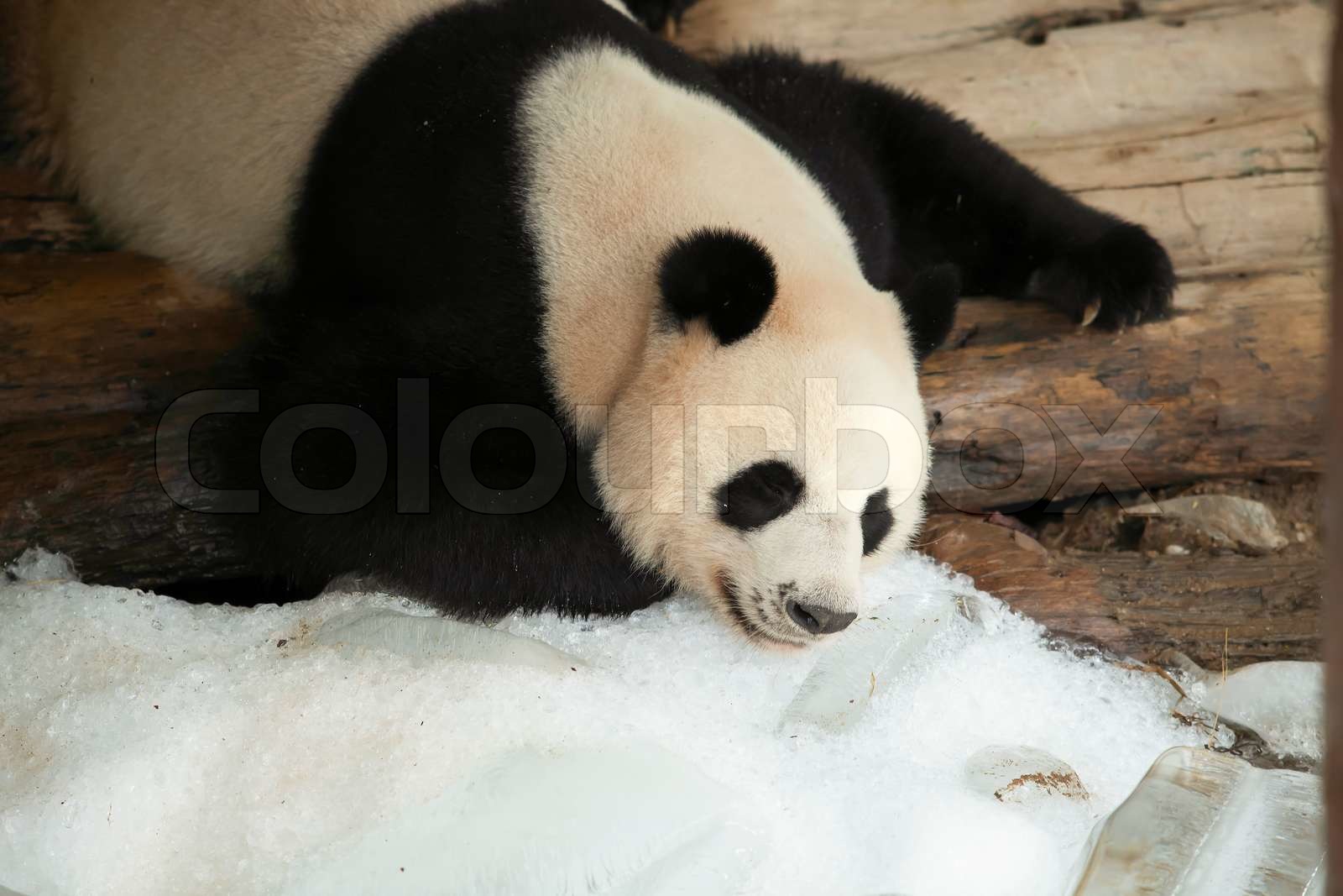 Panda | Stock image | Colourbox