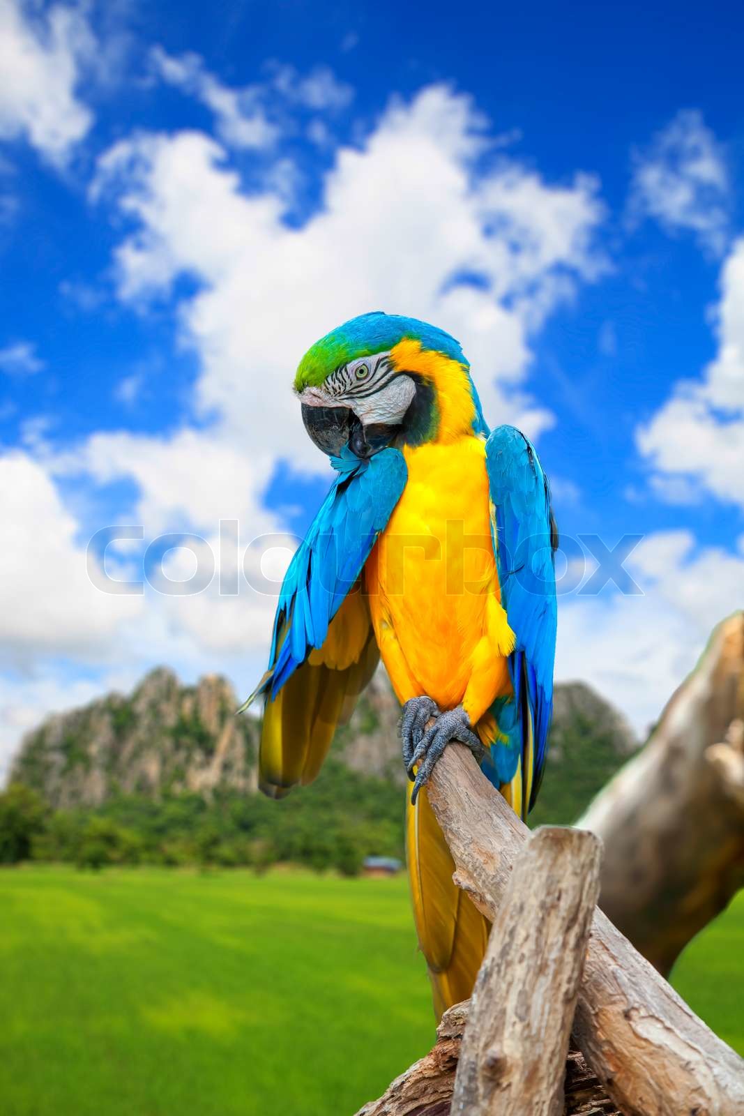 Parrots | Stock image | Colourbox