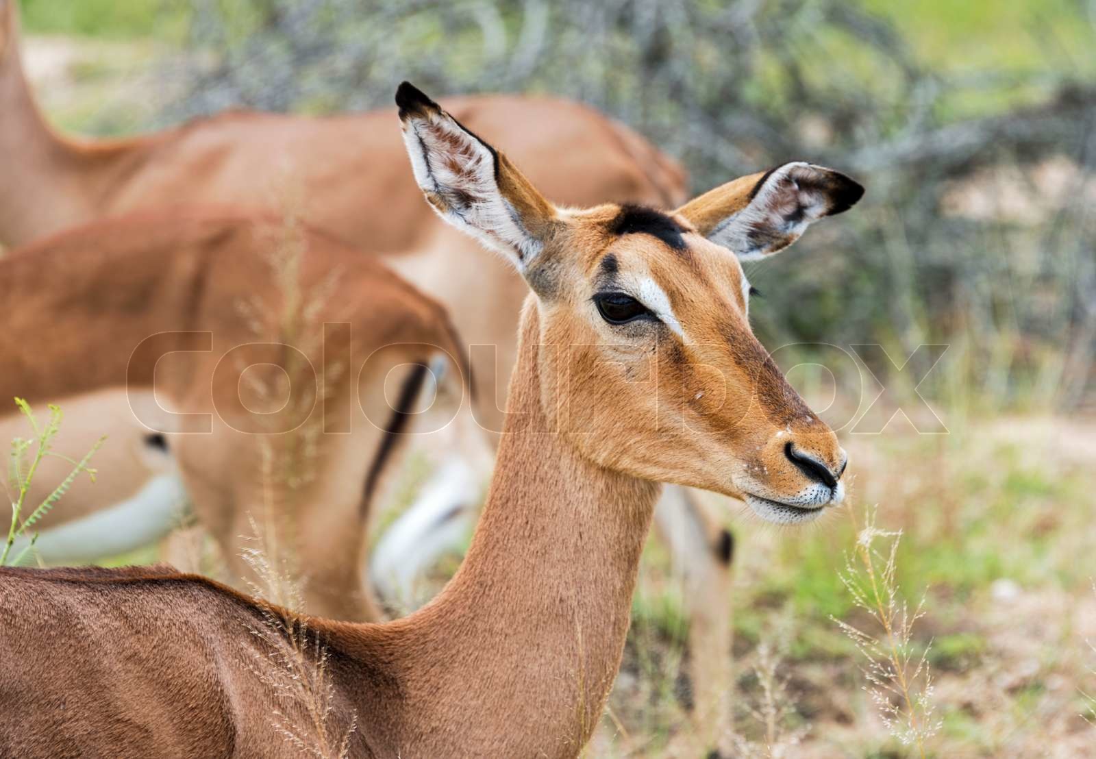 female impala | Stock image | Colourbox