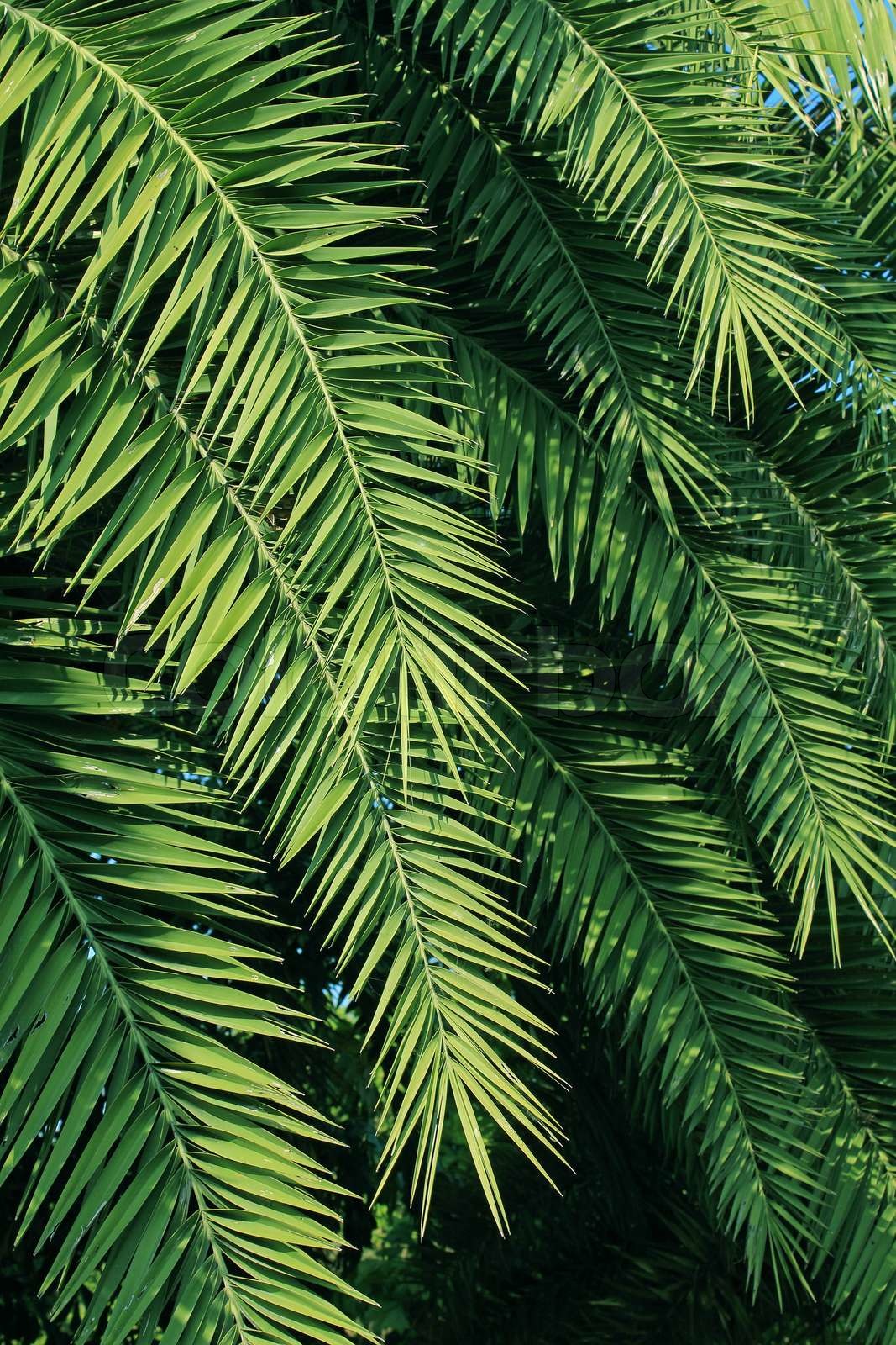 Palm trees leaves | Stock image | Colourbox