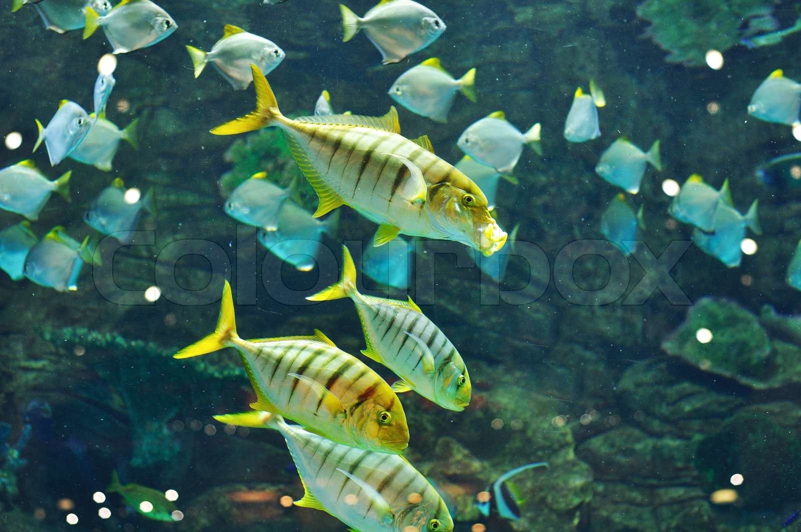 Gnathanodon speciosus black stripes yellow fish | Stock image | Colourbox