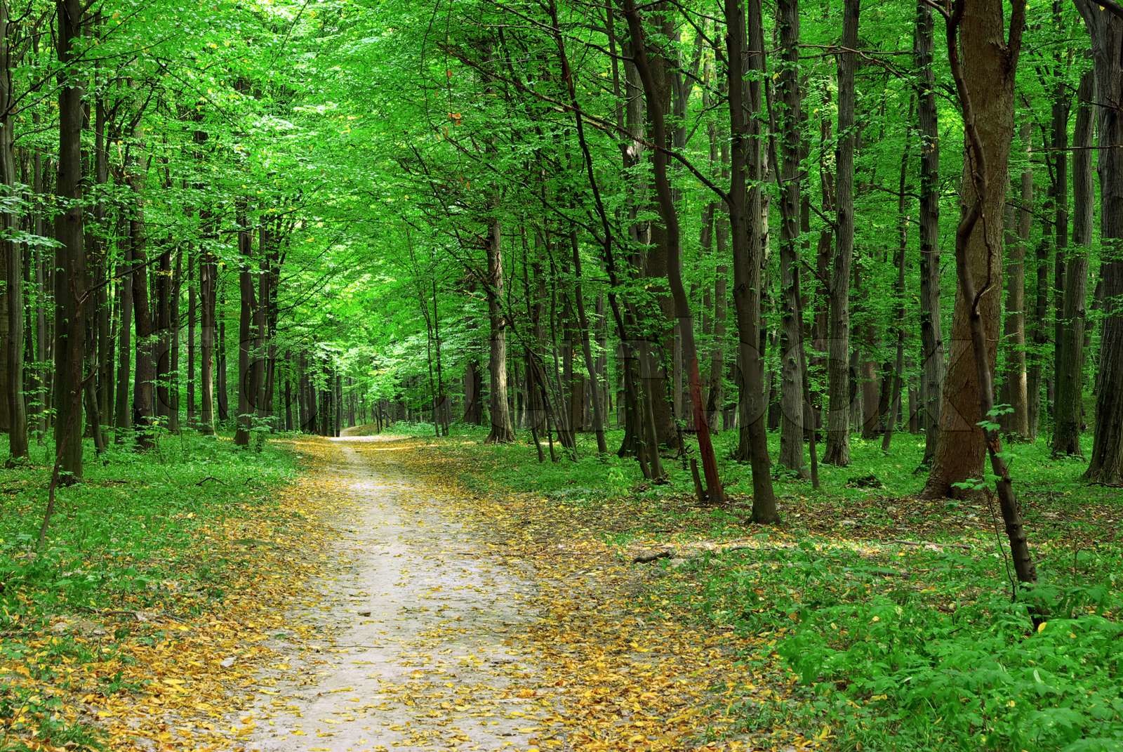 forest | Stock image | Colourbox