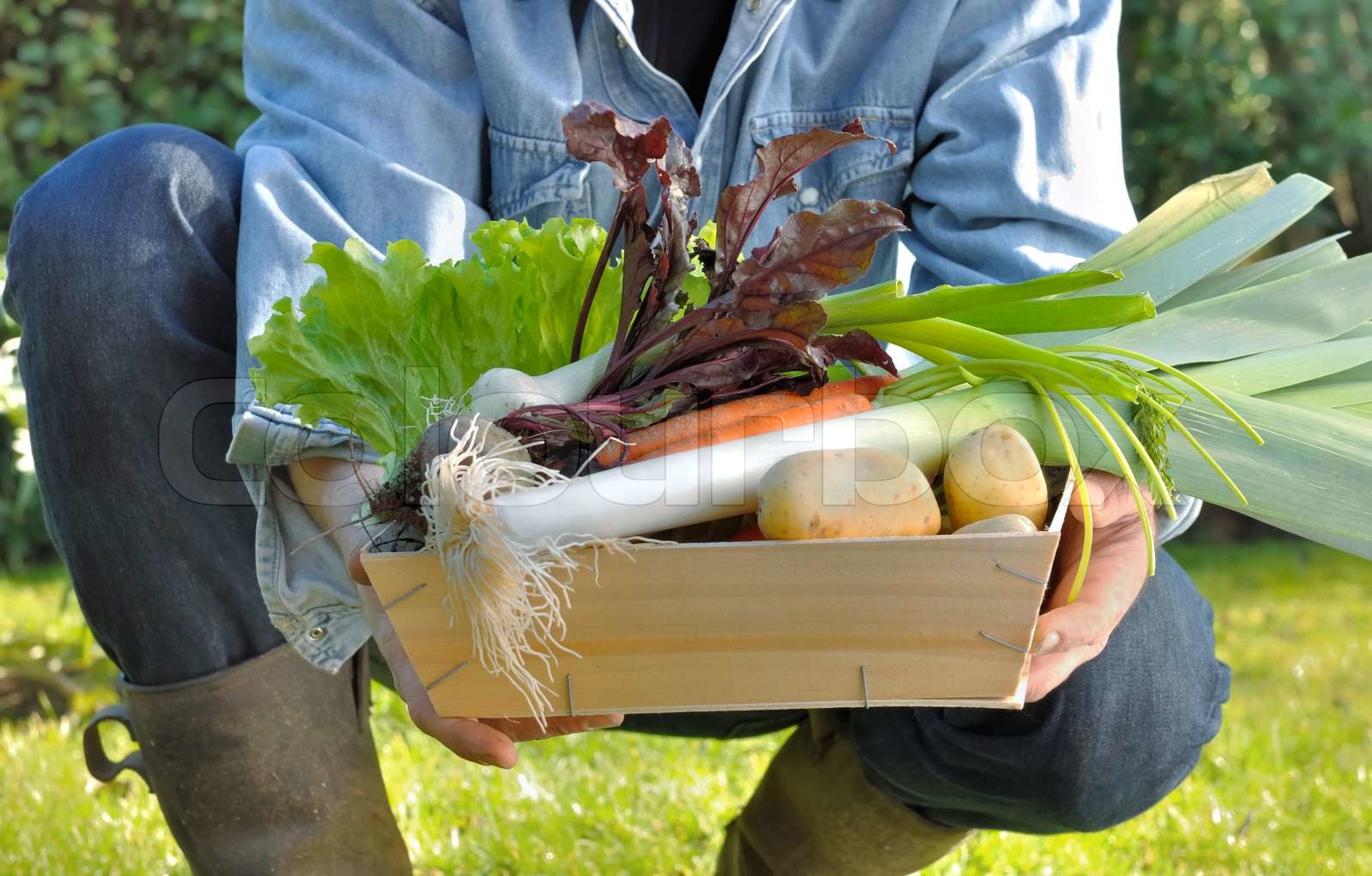 harvested vegetables | Stock image | Colourbox