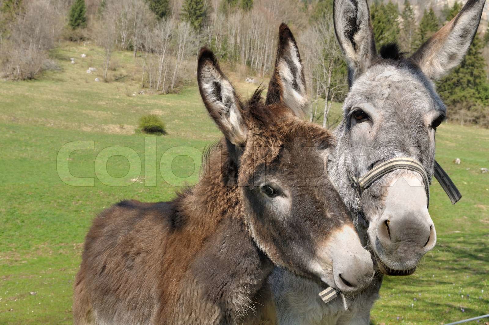 portrait of two donkeys | Stock image | Colourbox